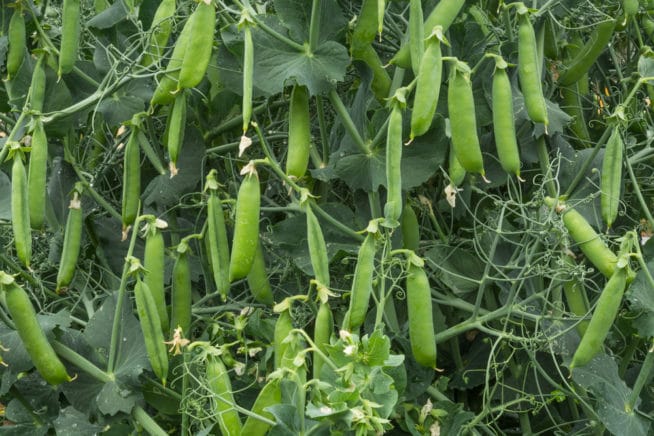 String Peas » Top Tips to String Them Up High