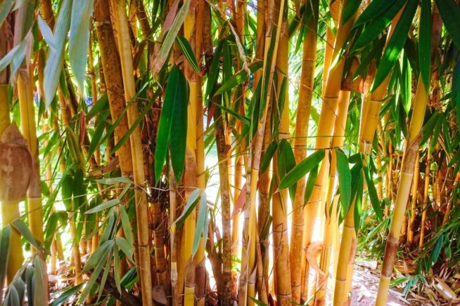 Bamboo Stems » Everything You Need to Know