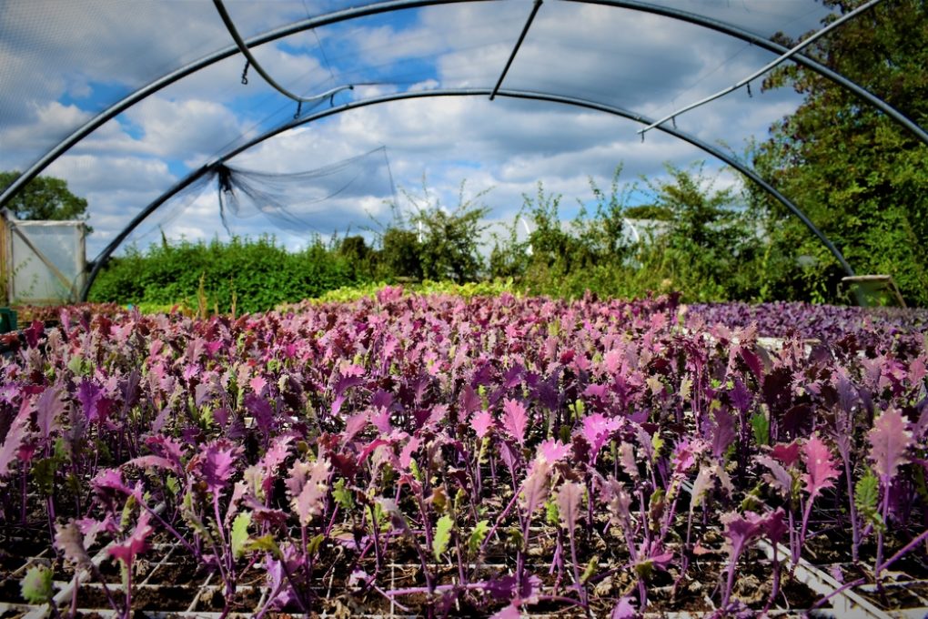 Tree Kale: Kale Grows on Trees - Garden.eco