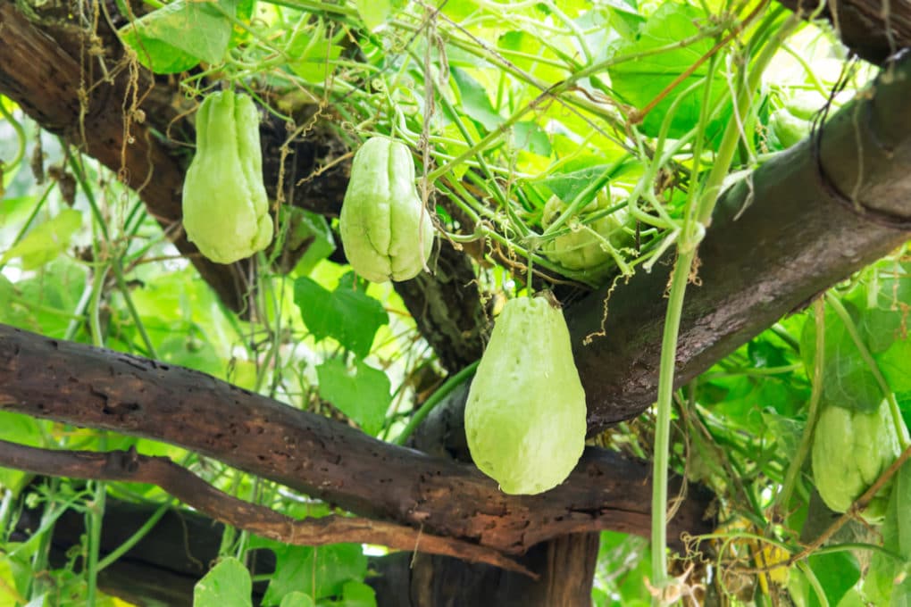 How to Grow Chayote » Tips for Successful Growing