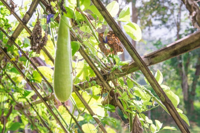 Zucchini Trellis » Tips for Growing Them Up High