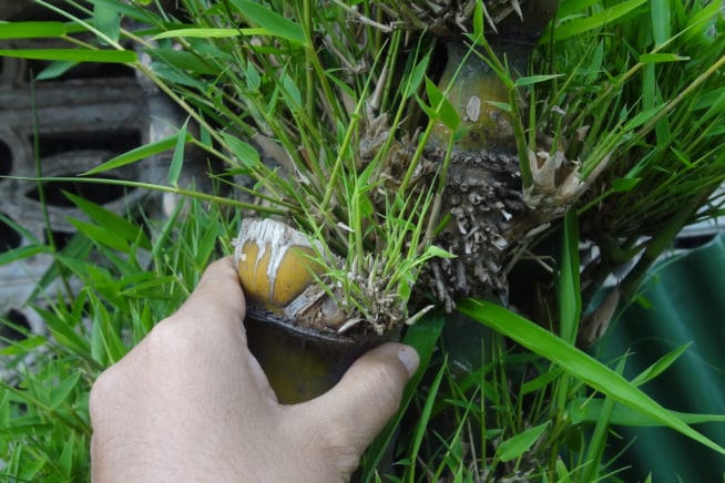 How to Repot Bamboo » Pot Them Up Right