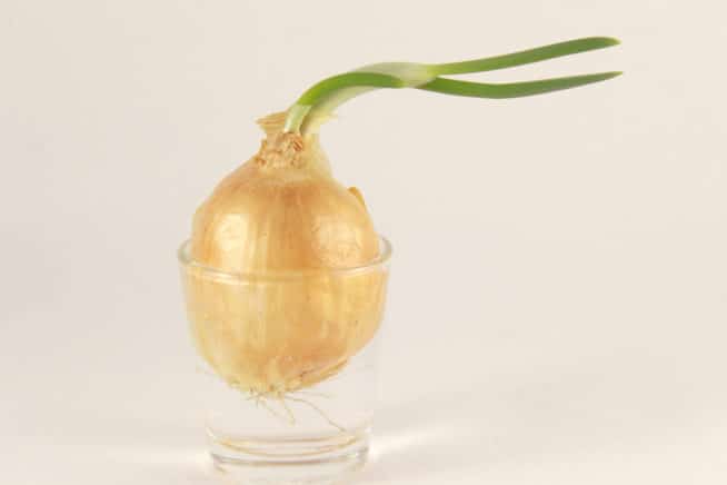 Multiplying Onions » Top Planting & Growing Tips