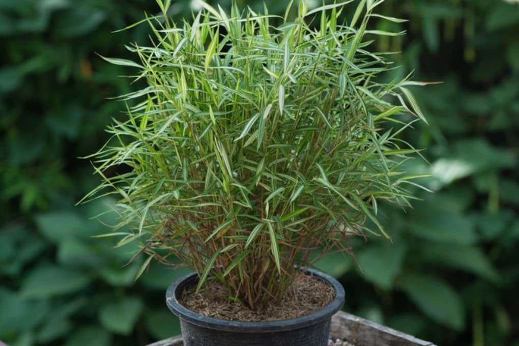 How to Repot Bamboo » Pot Them Up Right