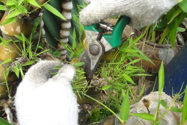 How to Kill Bamboo » Everything You Need to Know