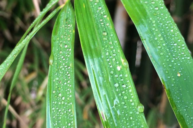 Water Bamboo » It's Really Lucky Bamboo
