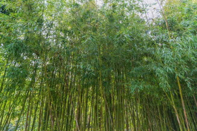 Where Does Bamboo Grow? » Just About Everywhere