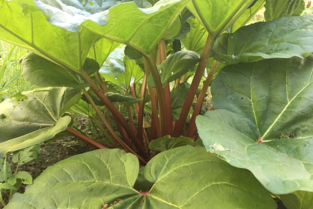 Transplanting Rhubarb » Timing is Everything