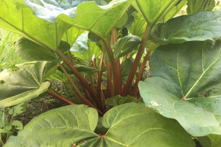 Transplanting Rhubarb » Timing is Everything