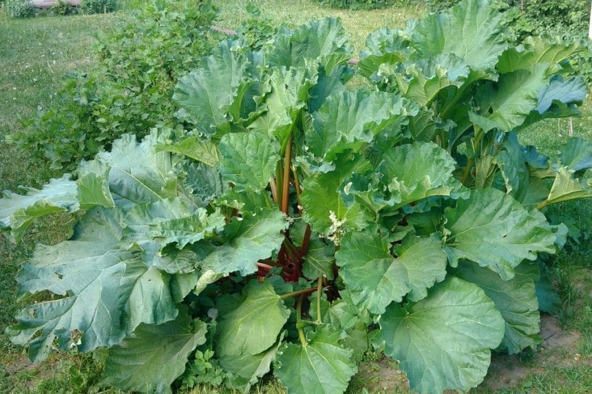 Rhubarb Leaves » Top Tips & Facts on Everything