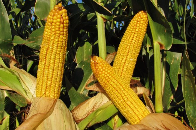 How to Tell When Sweet Corn is Ready » Top Tips