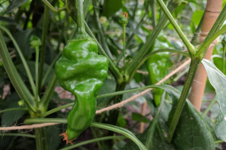 Where Does Pepper Come From » Solving the Mystery