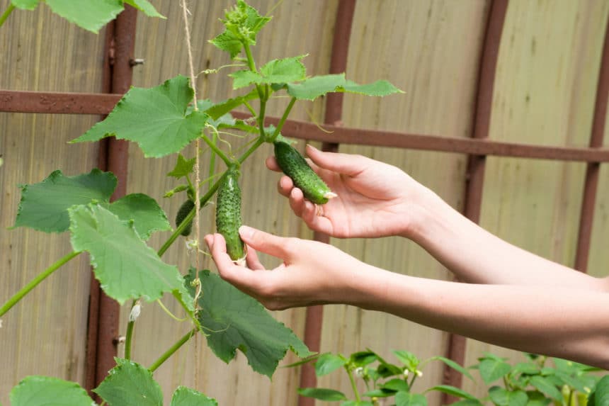 How To Pollinate Cucumbers Like You Were Mother Nature