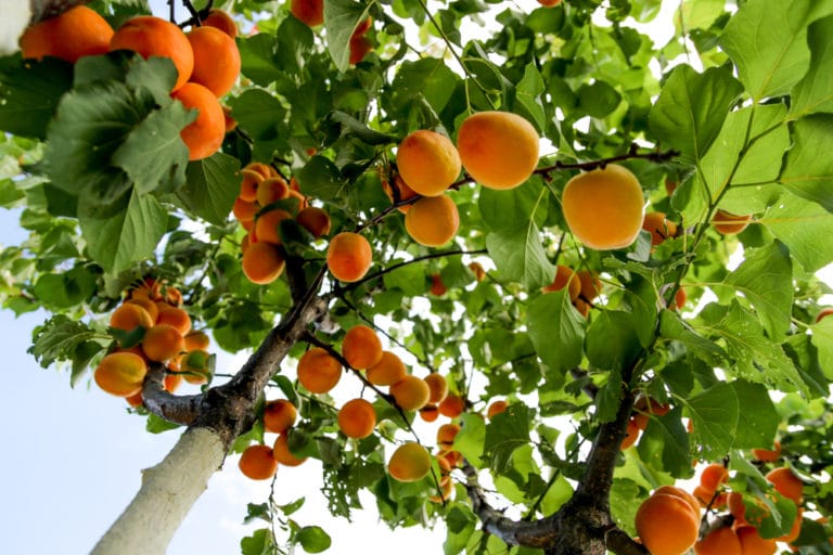 Growing Pluots and Other Plum/Apricot Hybrids - Garden.eco