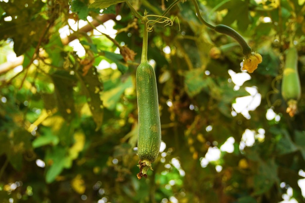 How to Grow Zucchini Vertically » Up, Up and Away!
