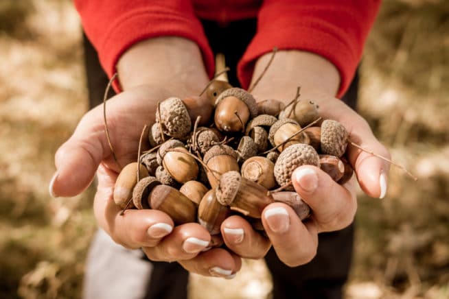 What Kind of Trees Do Acorns Come From?