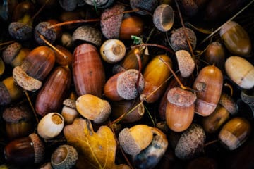 Acorn Identification » Tips For Cracking the Code