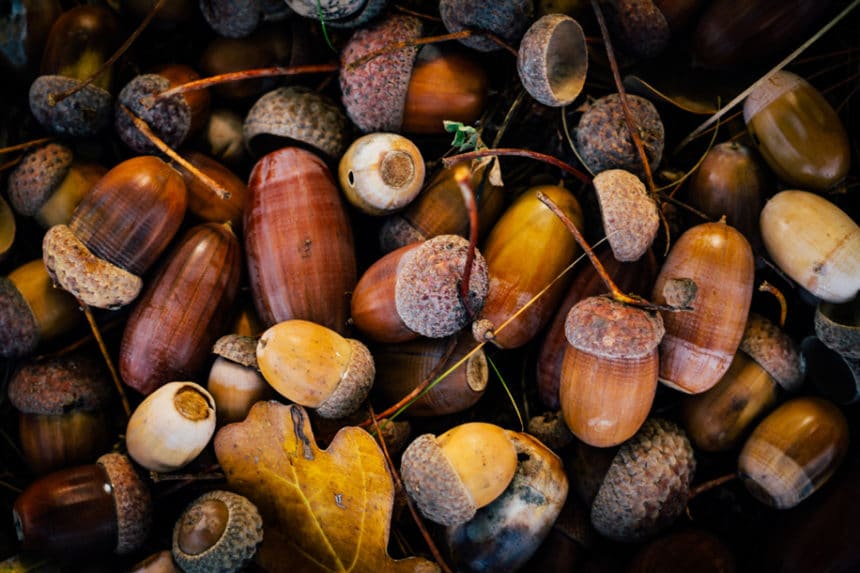 Acorn Identification » Tips For Cracking the Code