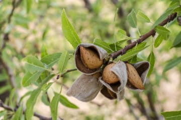 How to Harvest Walnuts » Top Picking Tips