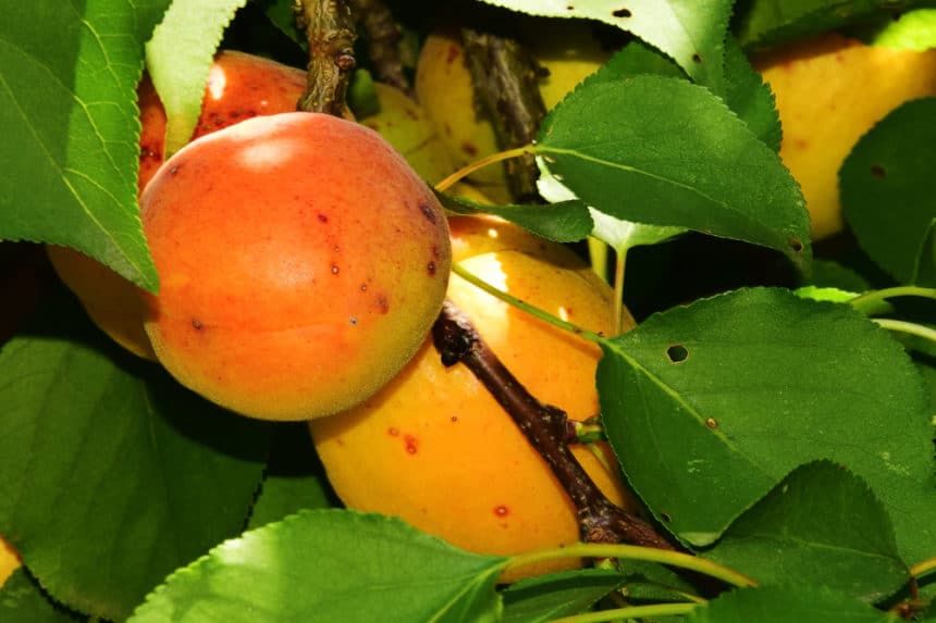 Where do Apricots Grow » Top Tips & Facts
