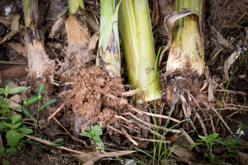 Banana Bulb Root System & Other Facts