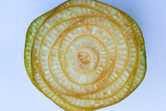 Banana Bulb Root System & Other Facts