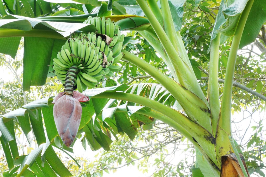 Banana Tree Facts » Know Your Banana