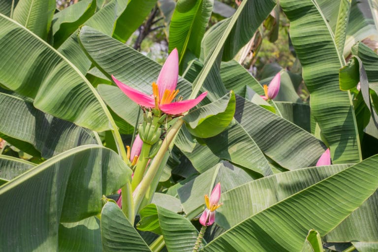 Where Do Banana Trees Grow? » Facts & Tips