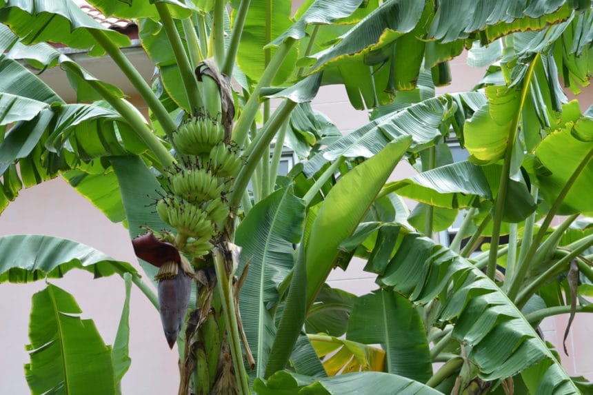 Banana Bulb Root System & Other Facts