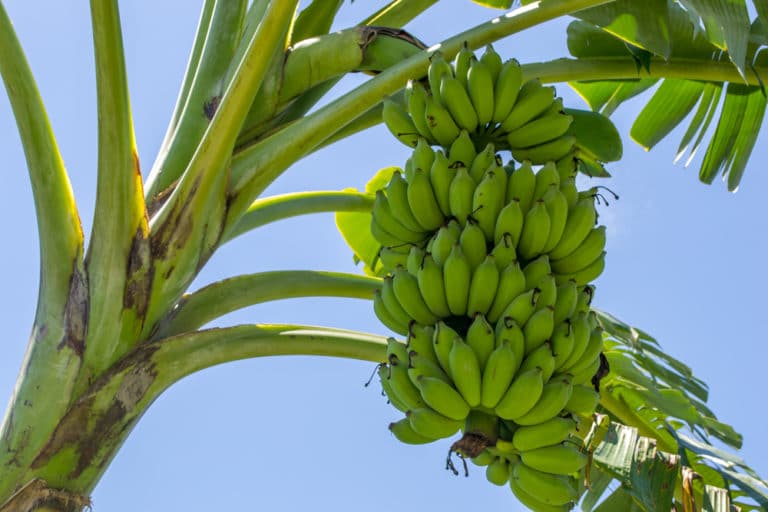 Banana Bulb Root System & Other Facts