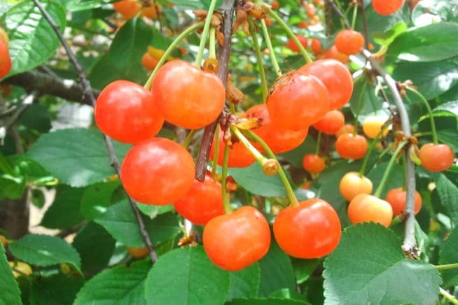 Where Do Cherry Trees Grow » Top Location Tips