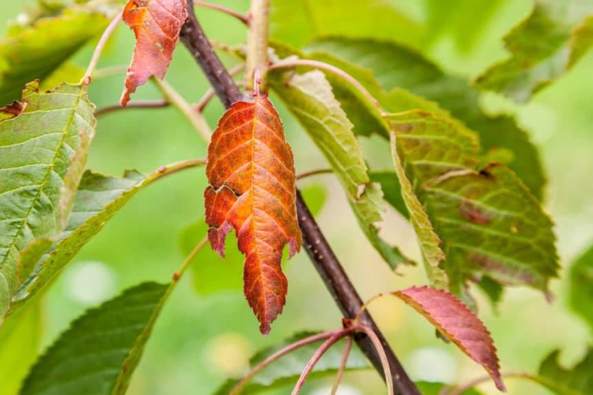Pear Tree Diseases Tips On Identification And Control