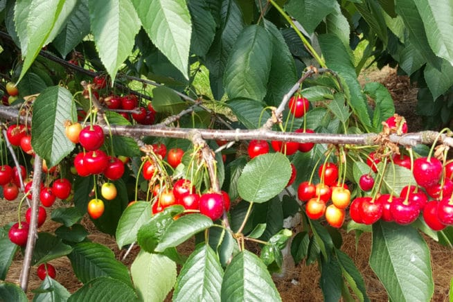 Cherry Tree Identification » Tips on the Basics