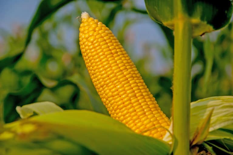 How to Grow Baby Corn » Top Tips