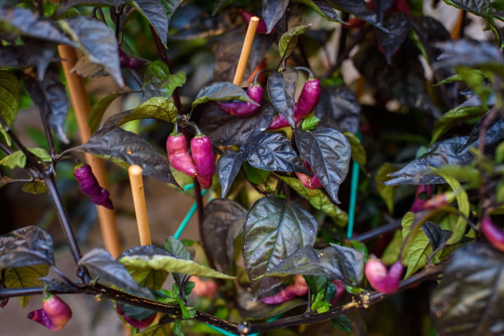 Epsom Salt and Peppers - Garden.eco