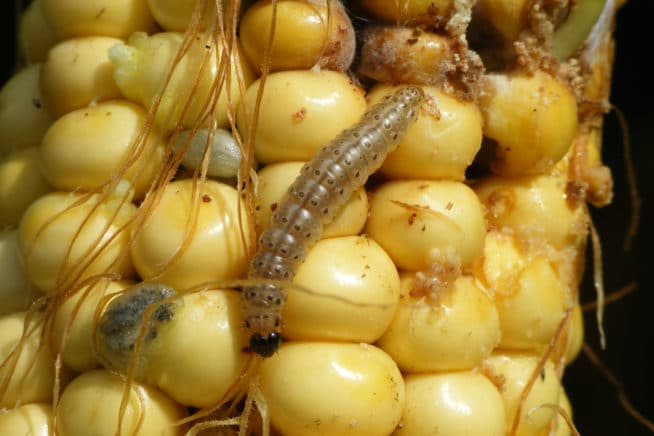 Corn Pests » Identification & Control Tips