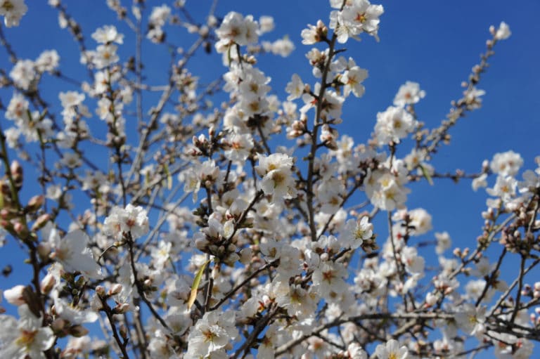 Flowering Almond » Tips On an Ornamental Beauty