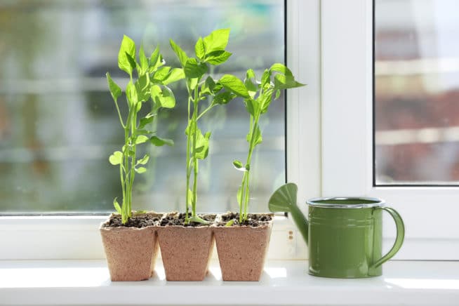 Growing Bell Peppers Indoors » All the Top Tips