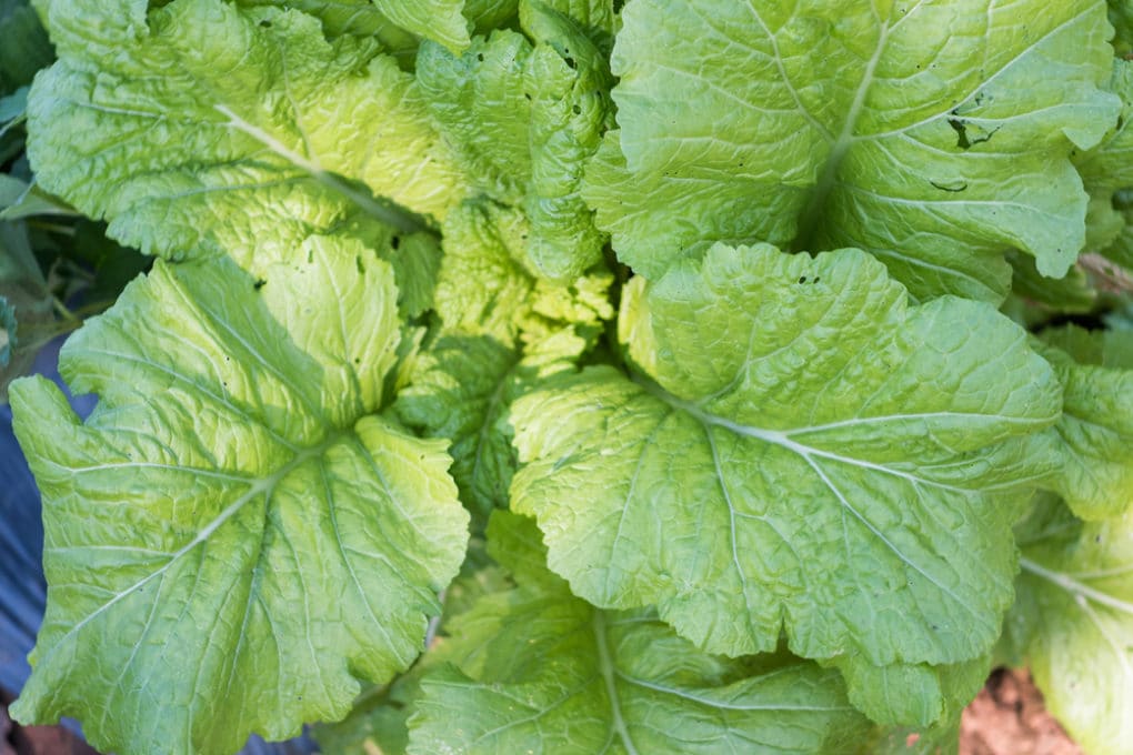Cabbage Spacing » Give Them Space to Breathe