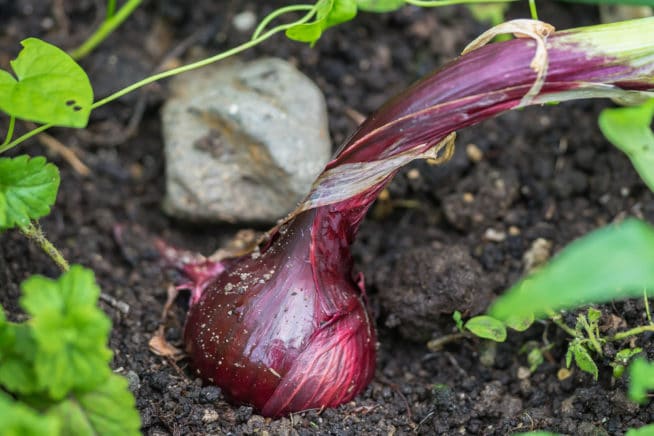 How Do Onions Reproduce » Tips on Making Babies