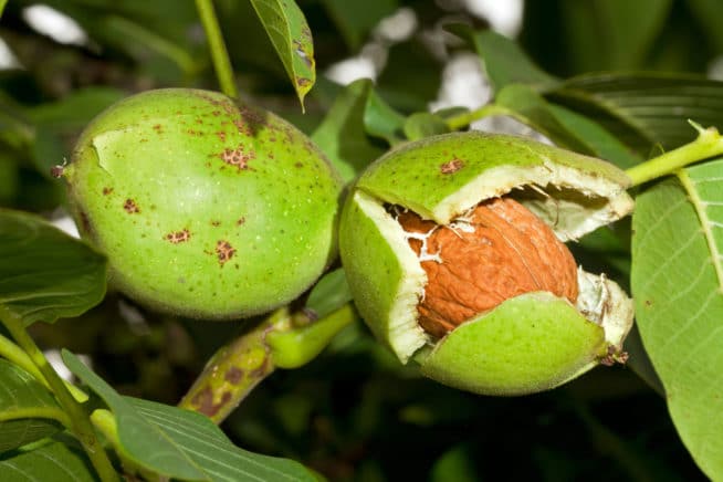 How to Harvest Walnuts » Top Picking Tips
