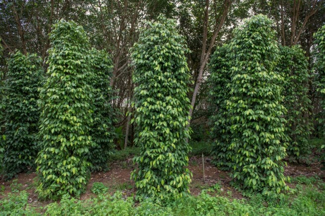 How Does Black Pepper Grow? » Top Tips for Success