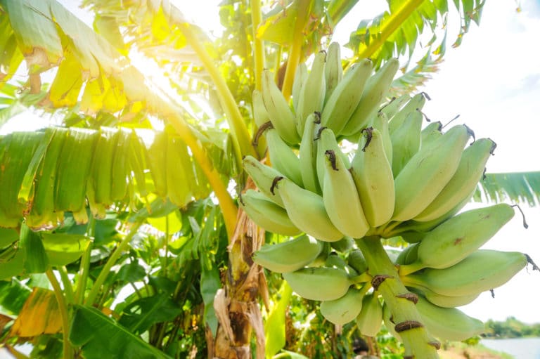 Banana Bulb Root System & Other Facts