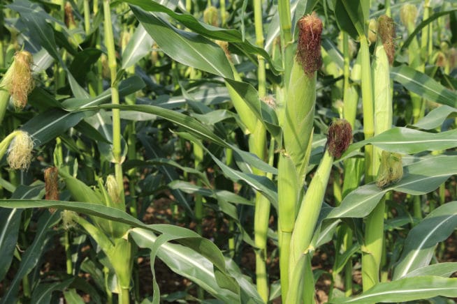 Corn Pests » Identification & Control Tips
