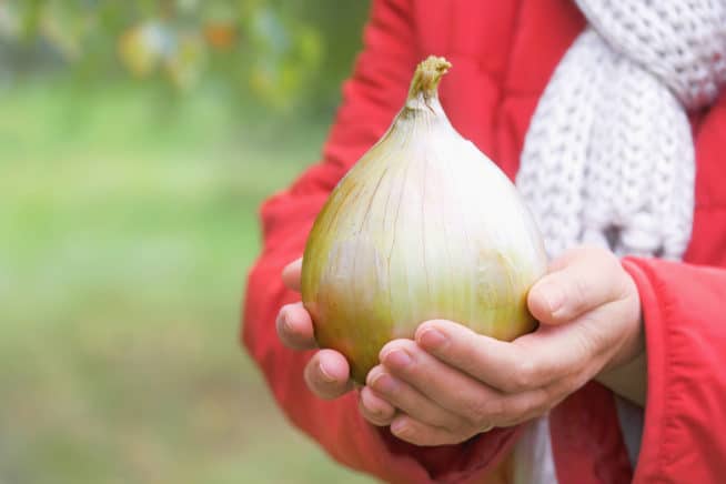 Where Do Onions Grow? » Top Facts & Tips