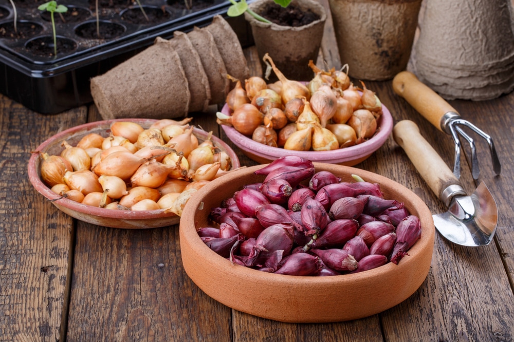 How To Grow Onions From An Onion Garden eco