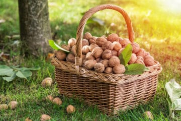 How Do Walnuts Grow? » All the Facts & Tips