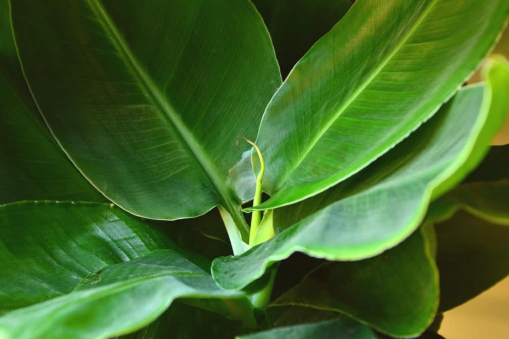 Where Do Bananas Grow? » Top Facts