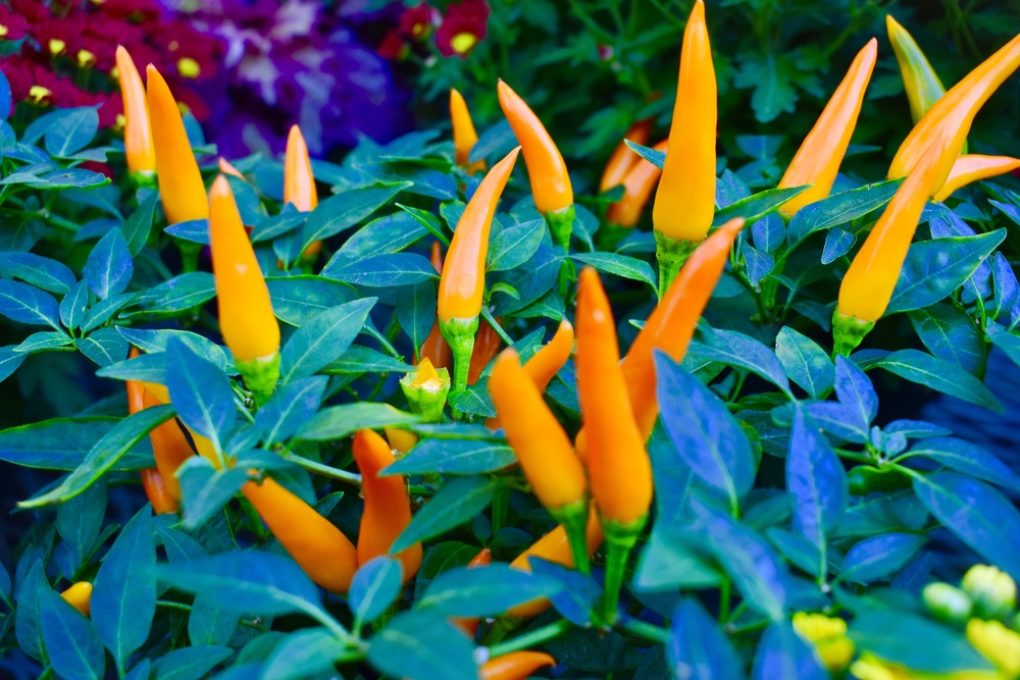 Pepper Plant Care » Tips to Keep Them Happy & Healthy