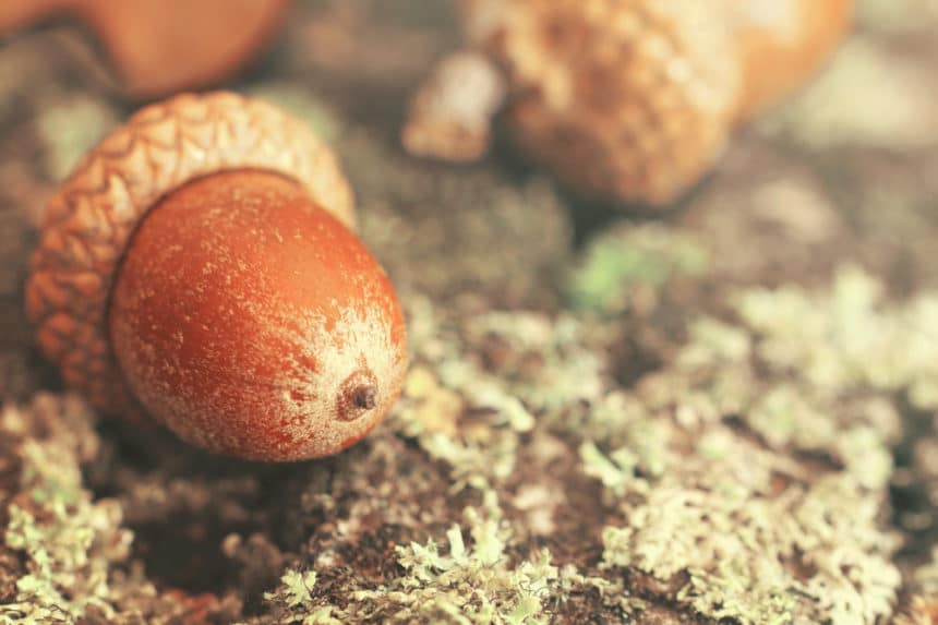 Acorn Identification » Tips For Cracking the Code